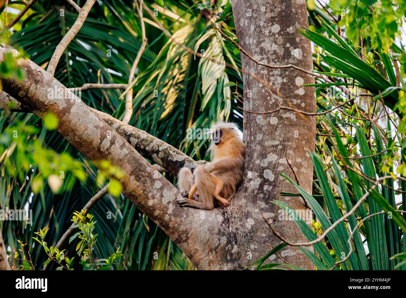 Golden langur, or Gee's semnopithecus (Trachypithecus geei), Mother and ...