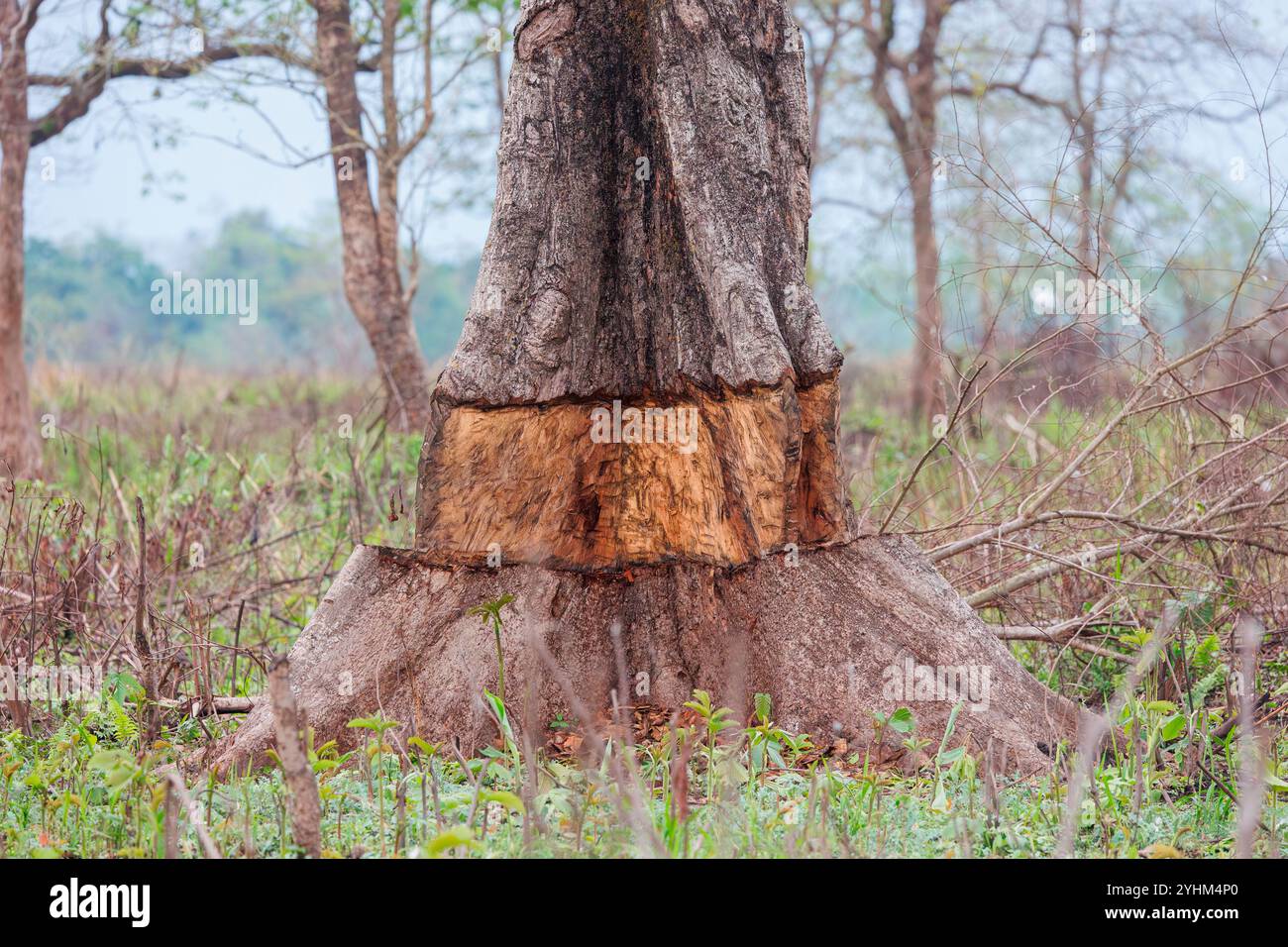 Elimination of invasive trees (silk cotton tree (Ceiba pentandra ...
