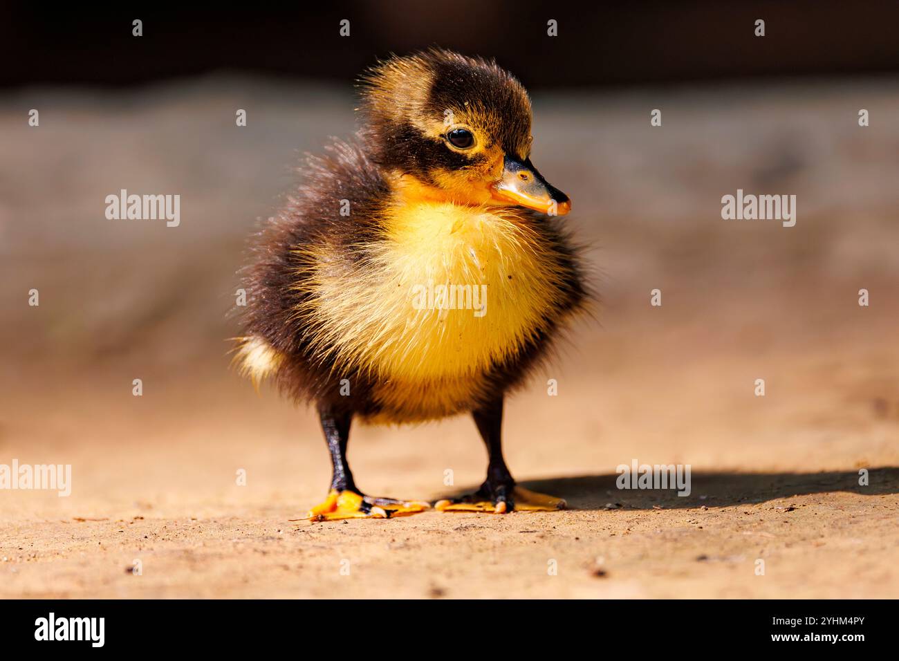 Domestic duck in a village near national park, Manas National Park ...