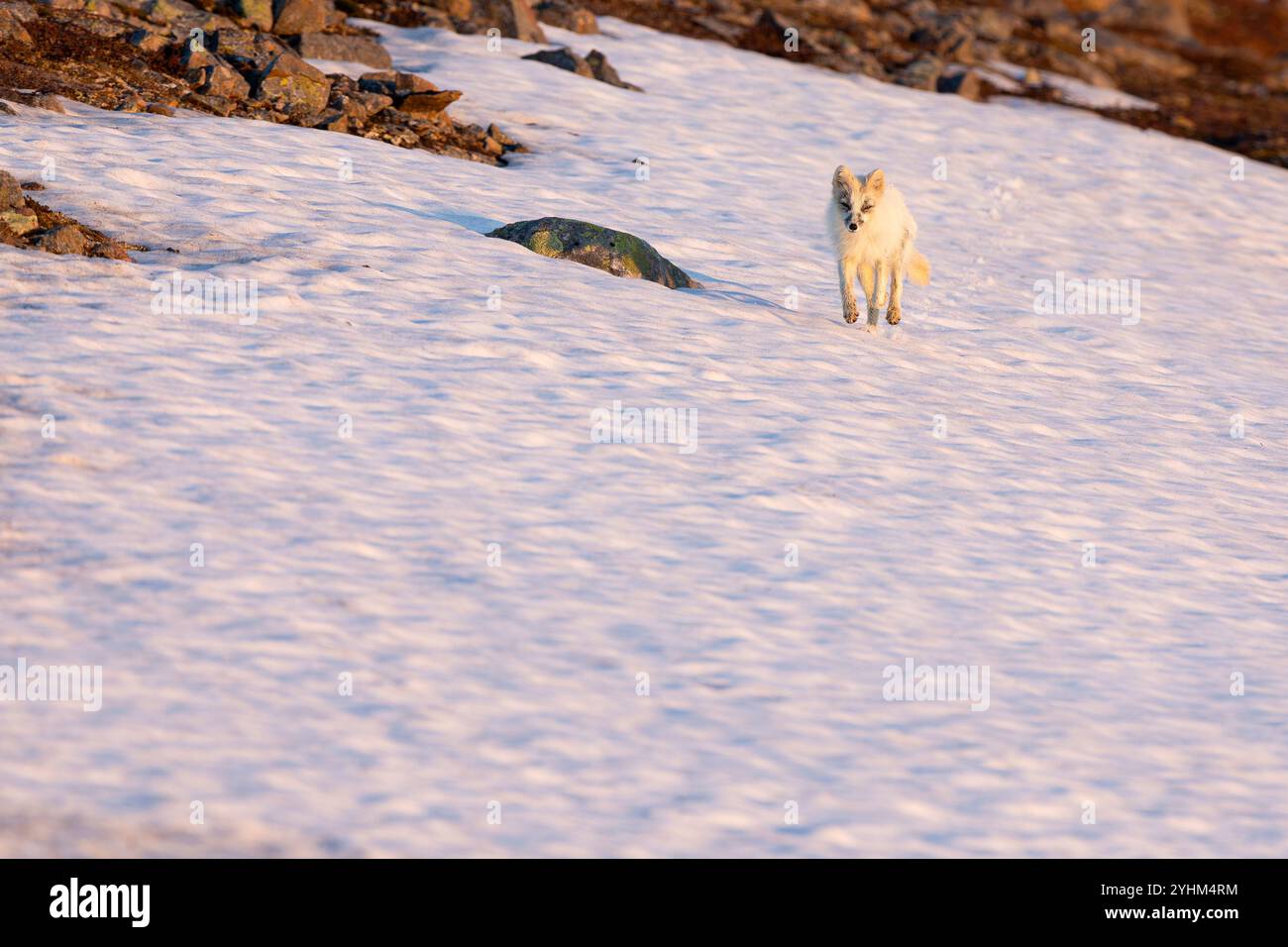 Polar fox (Vulpes lagopus), white form in full moult evolving in its ...