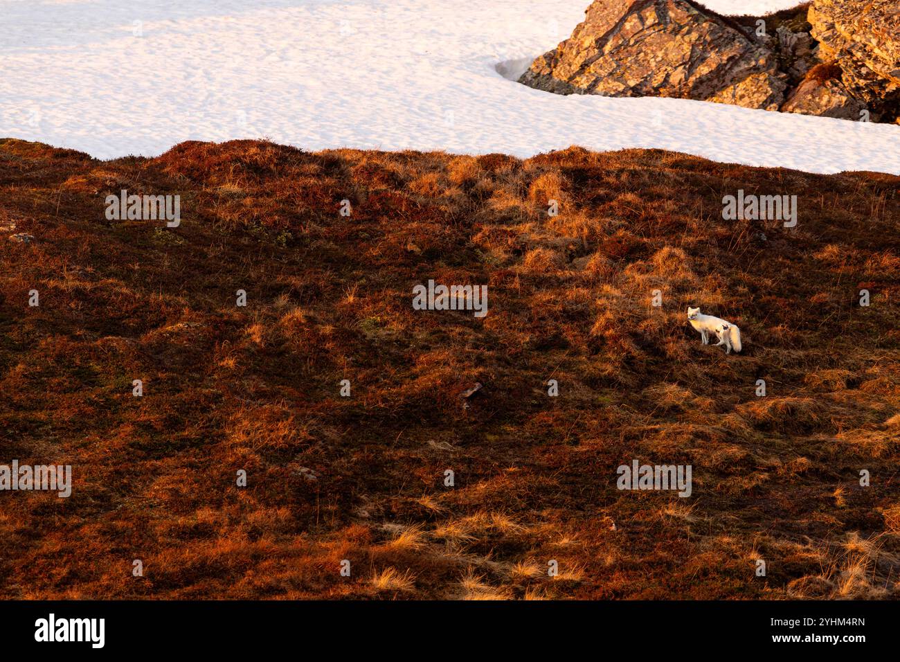 Polar fox (Vulpes lagopus), white form in full moult evolving in its ...