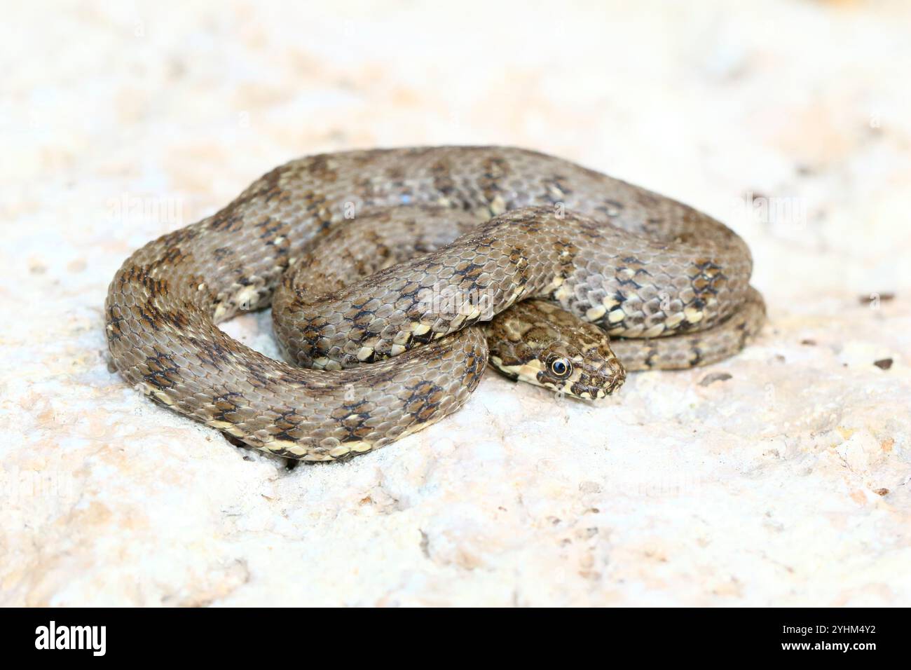 Viperine water snake (Natrix maura) moulting adult, Drome, France Stock ...