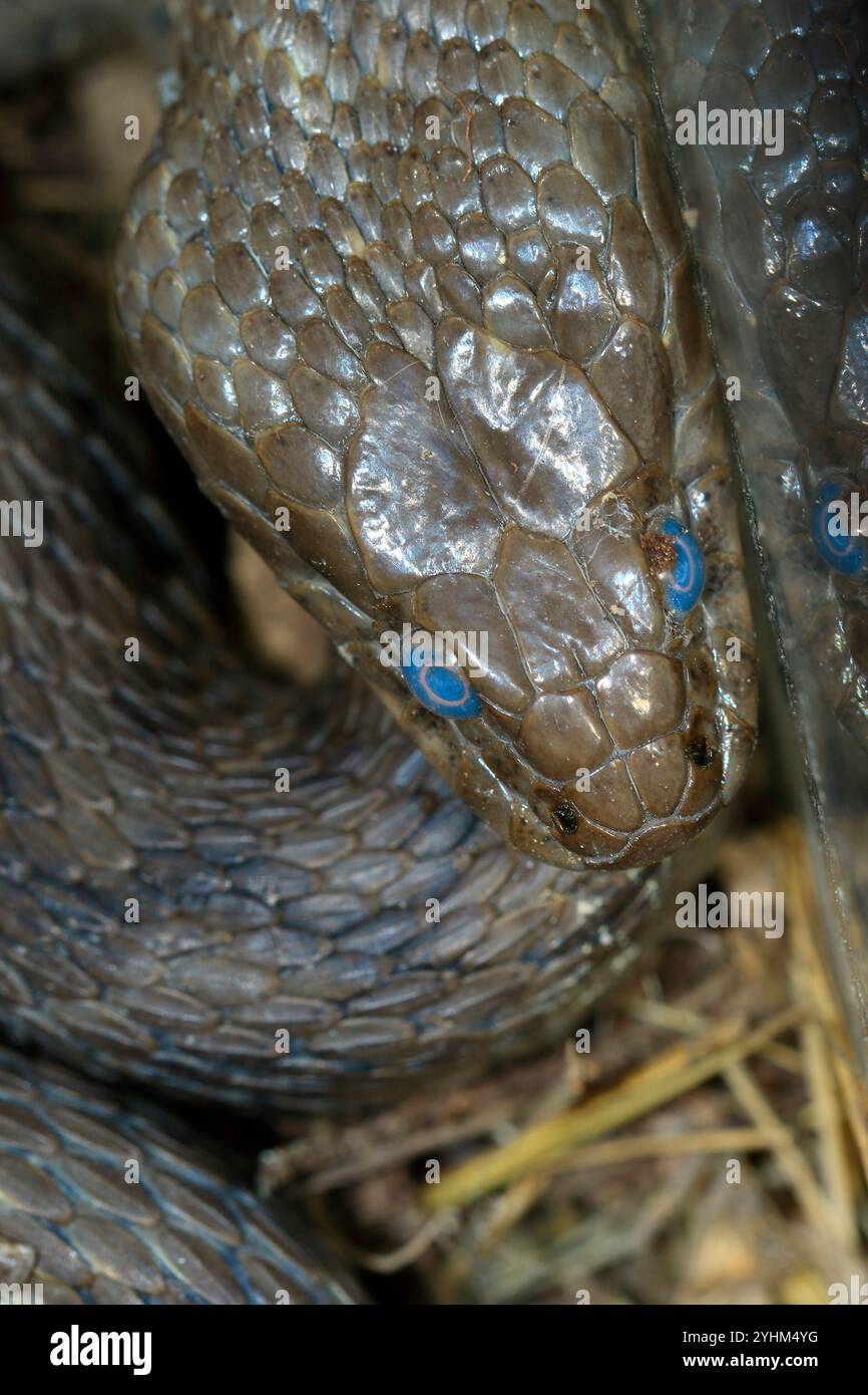 Viperine water snake (Natrix maura) moulting adult, Drome, France Stock ...