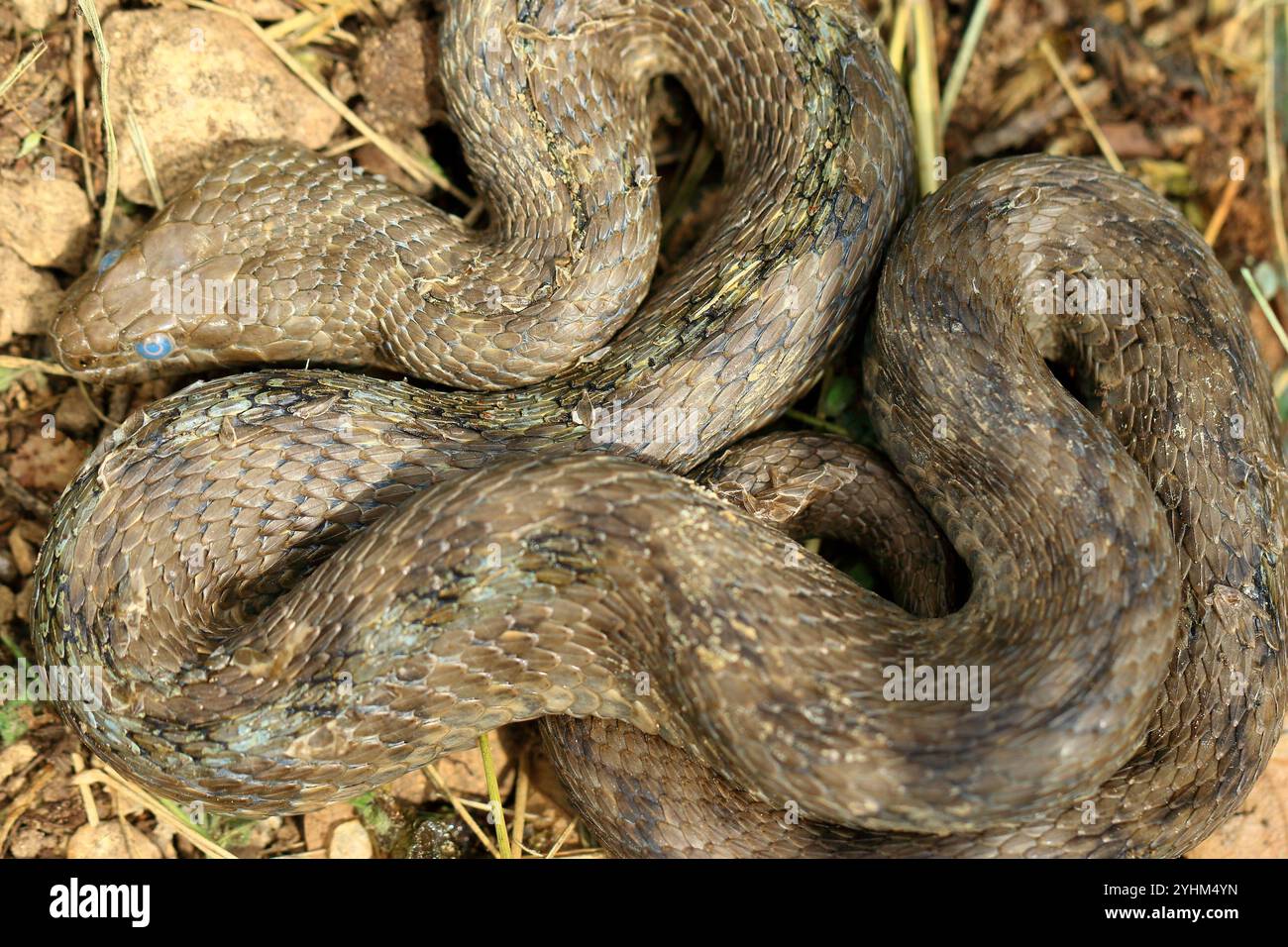 Viperine water snake (Natrix maura) moulting adult, Drome, France Stock ...