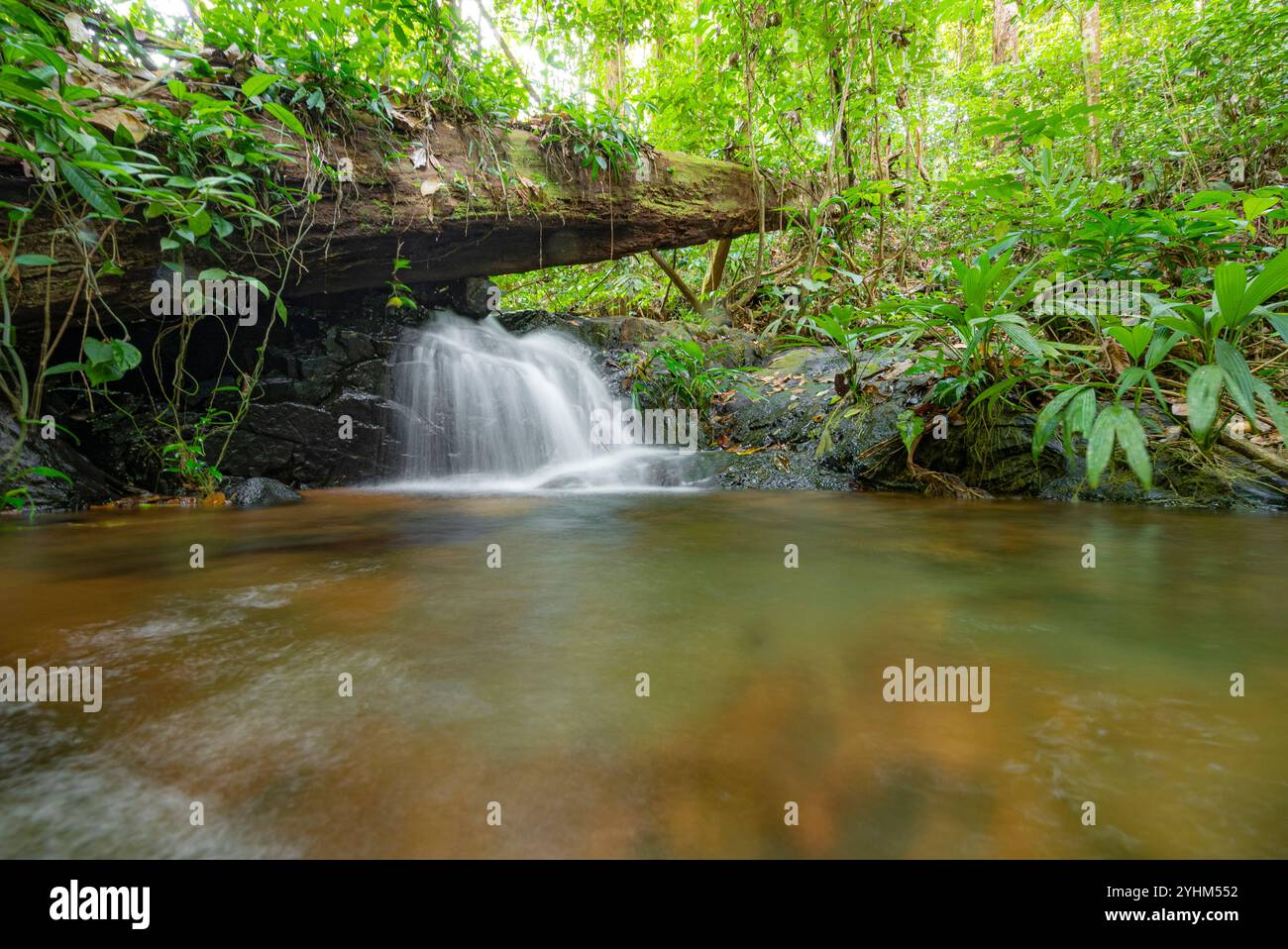 Rainforest river, French Guiana Stock Photo - Alamy