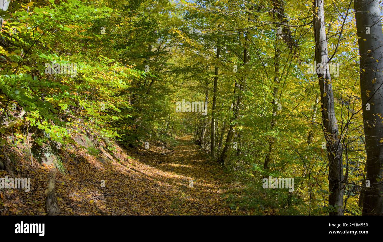 a beautiful footpath in autumn in a green forest with sunny light Stock ...
