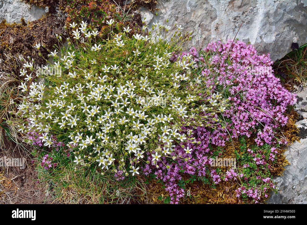 Large-flowered sandwort (Arenaria grandiflora), and Thyme with ...