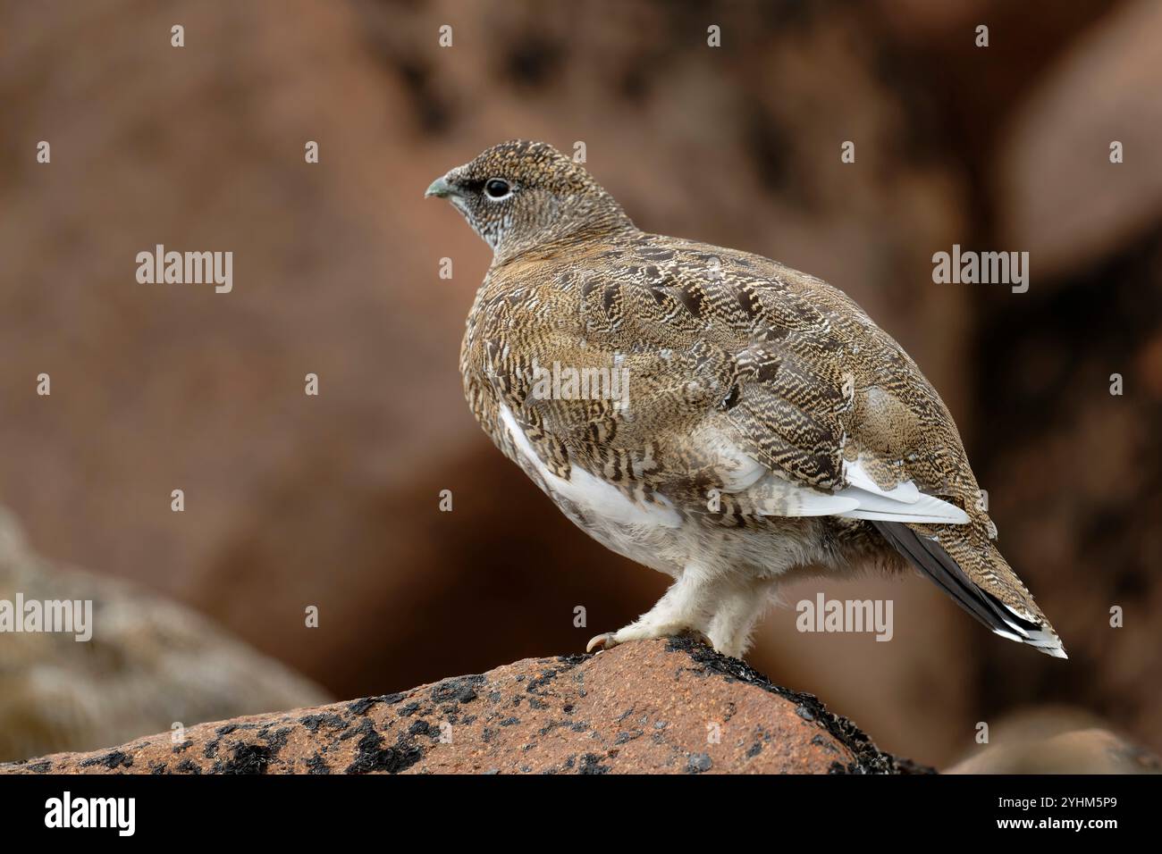 Rock ptarmigan (Lagopus mutus) on Stewart Island, east coast of ...
