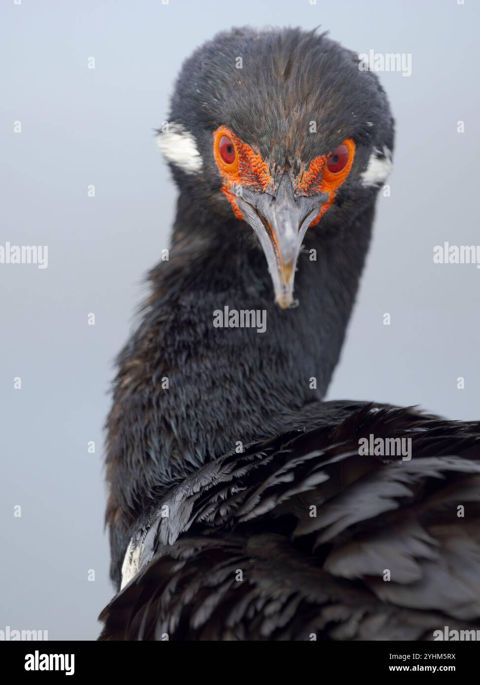 Rock Shag or Magellanic cormorant (Phalacrocorax magellanicus). South ...