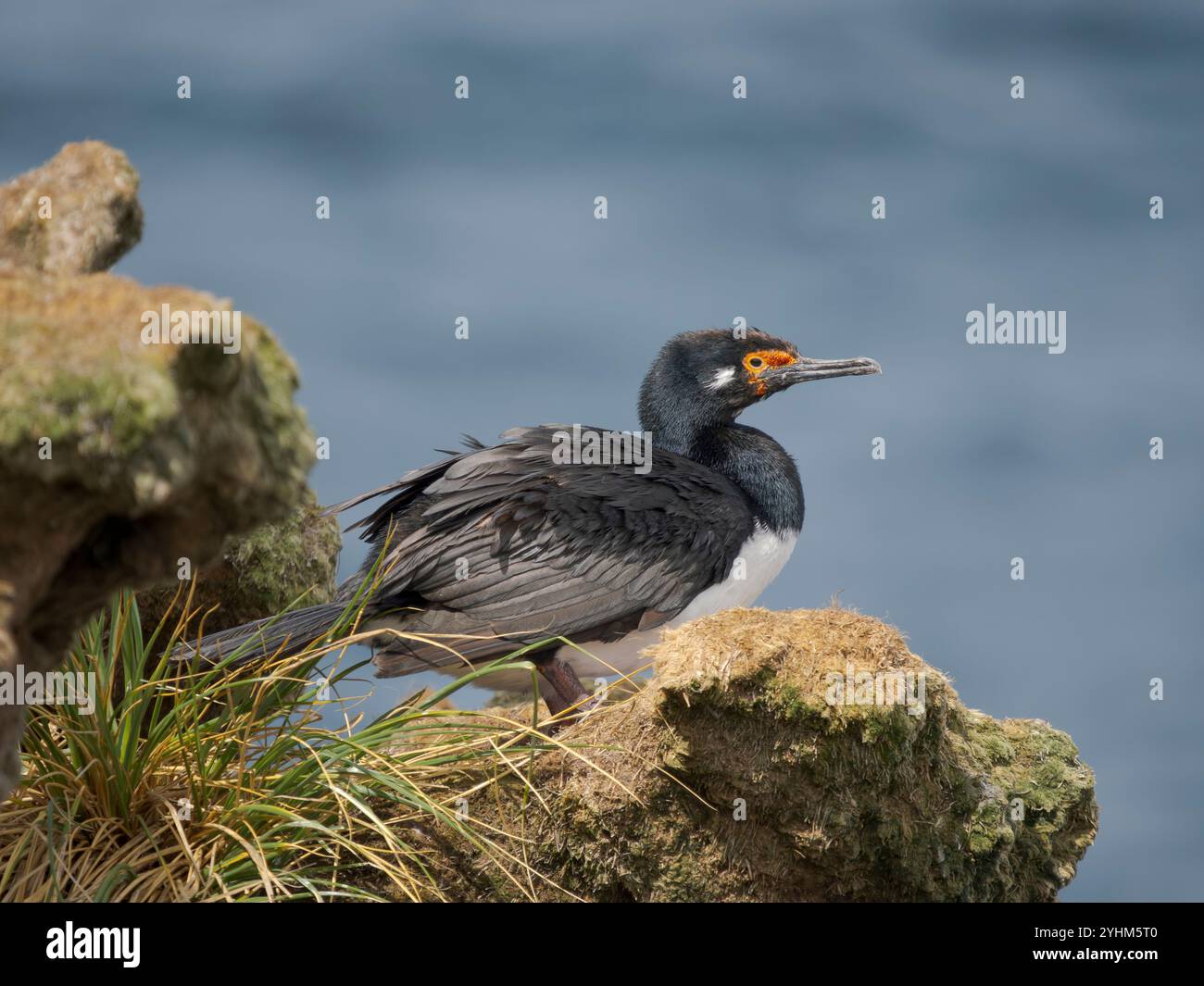 Rock Shag or Magellanic cormorant (Phalacrocorax magellanicus). South ...