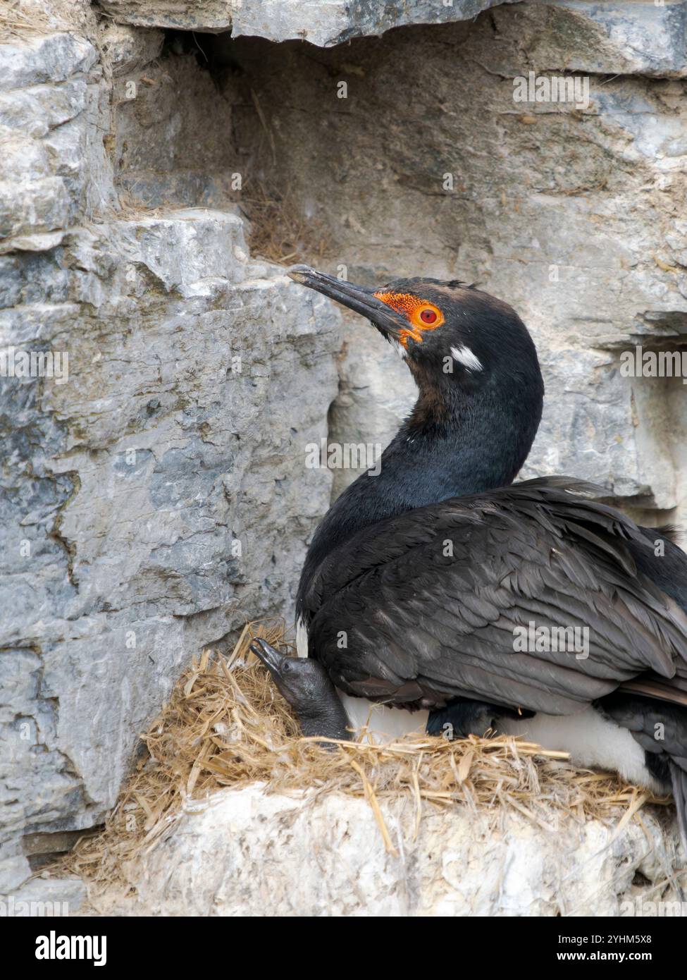 Rock Shag or Magellanic cormorant (Phalacrocorax magellanicus) on nest ...