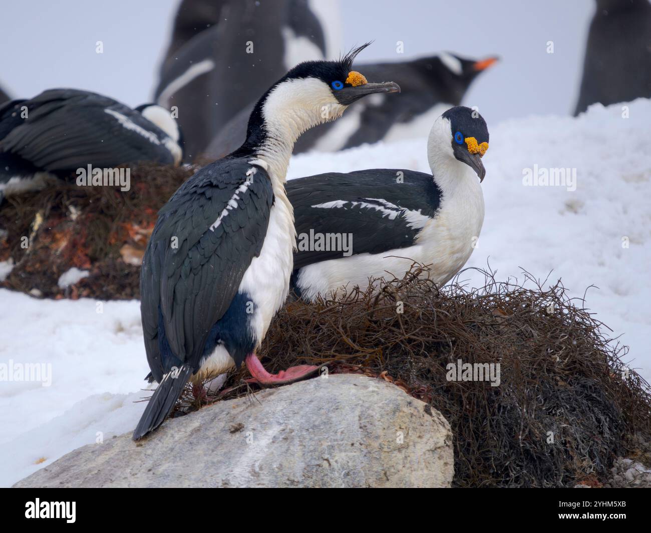 Antarctic Shag (Leucocarbo bransfieldensis, also called imperial ...