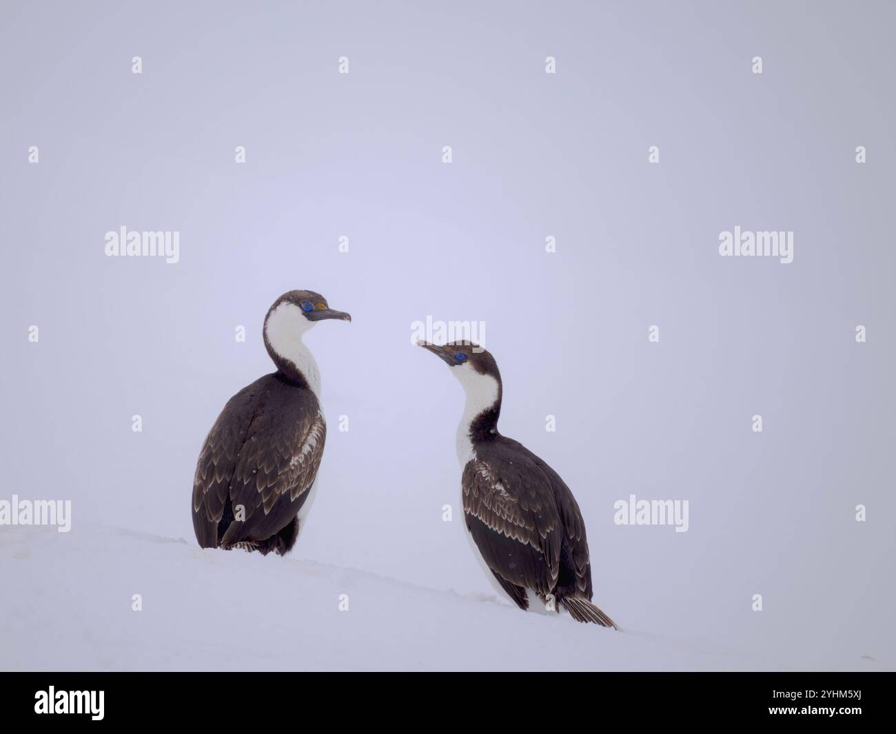 Juvenile Antarctic Shag (Leucocarbo bransfieldensis, also called ...