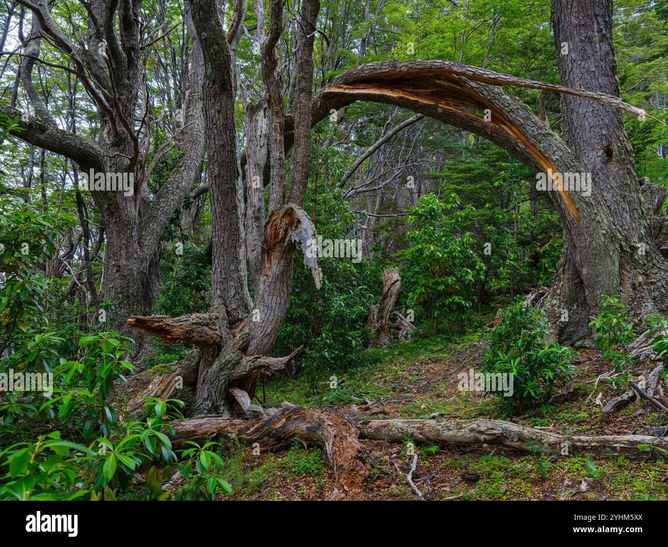 Subantarctic forest vegetation, typical lenga beech forest (Nothofagus ...