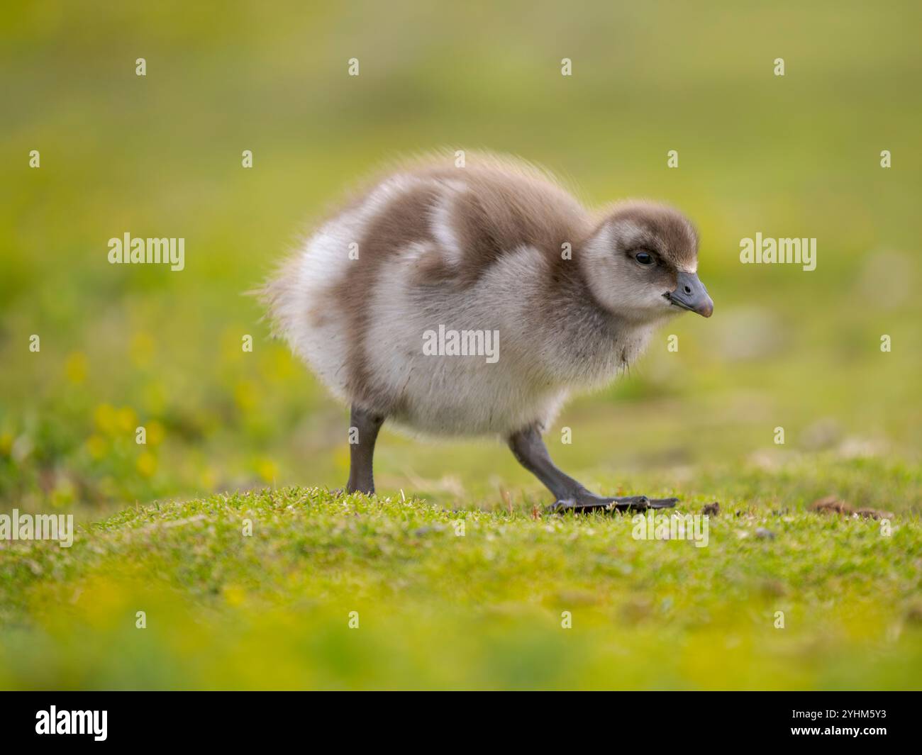 Chick of Ruddy headed goose (Chloephaga rubidiceps) on Sea Lion Island ...