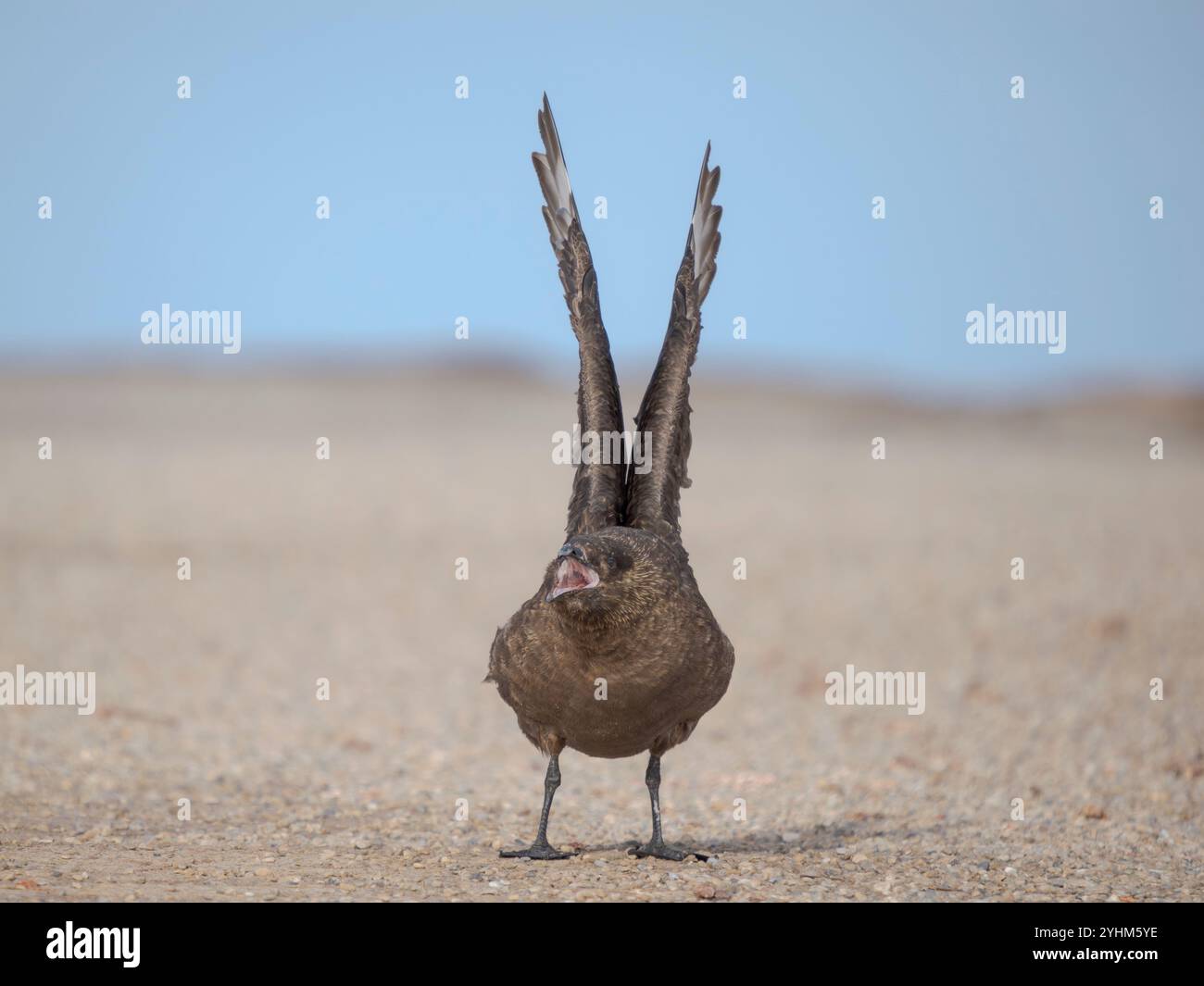 Territorrial display. Brown Skua or Falkland Skua (taxonomy under ...