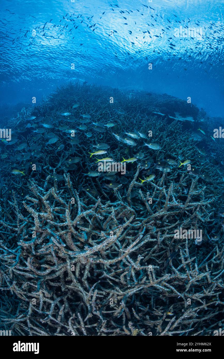 Gigantic Acropora coral colony completely wiped out by the El niño 2024 ...