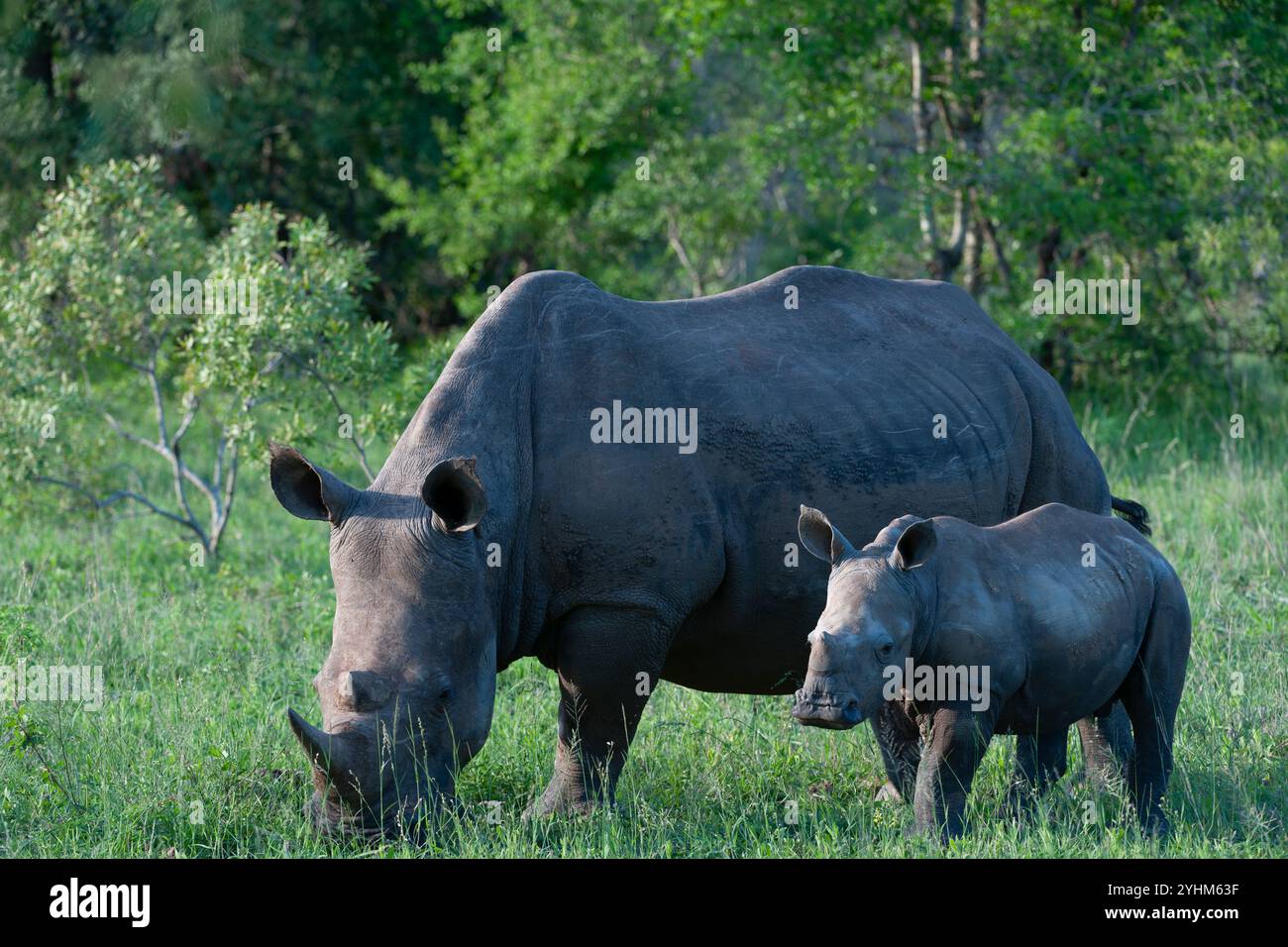 White rhino or square-lipped rhinoceros (Ceratotherium simum) cow and ...