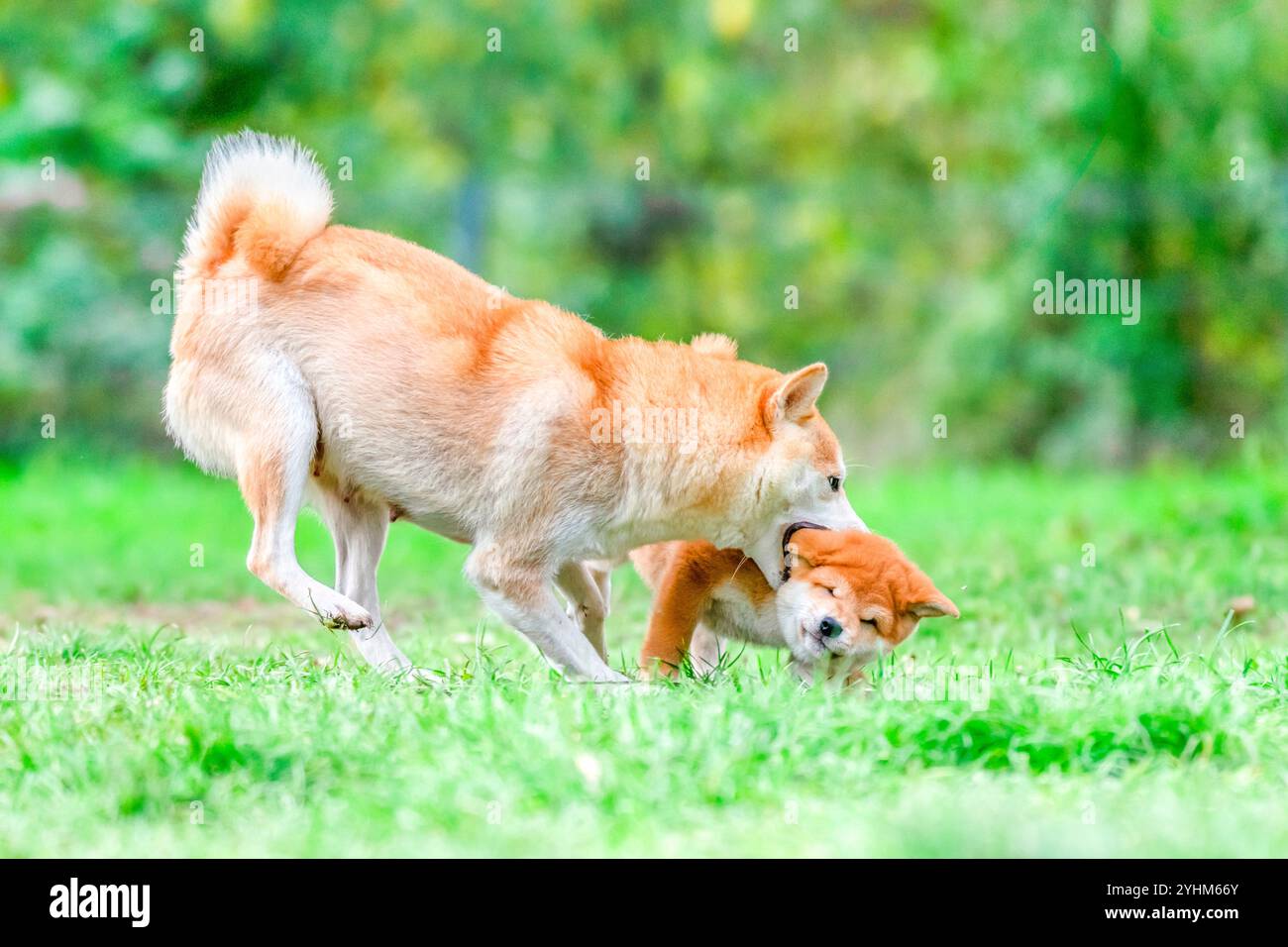 Shiba Inu Female playing with her puppy and grabbing him by the scruff ...