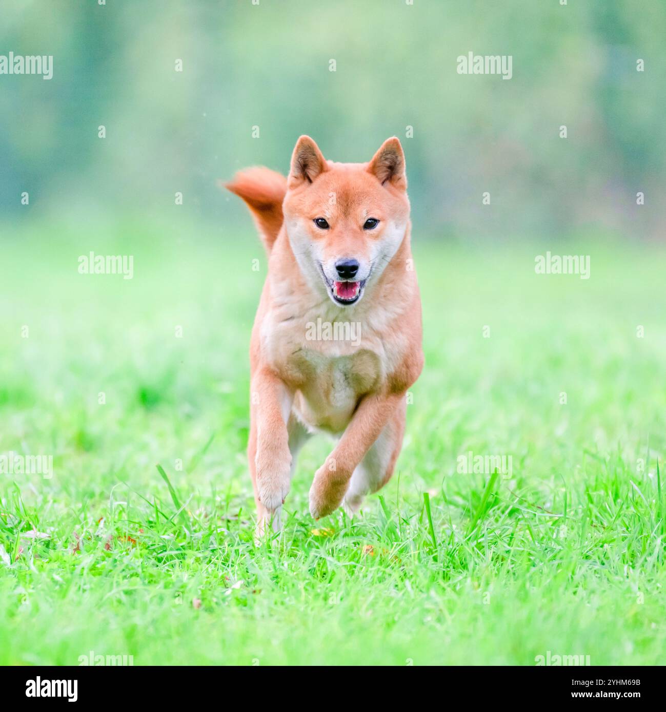 Shiba Inu, female running in a meadow, France Stock Photo - Alamy