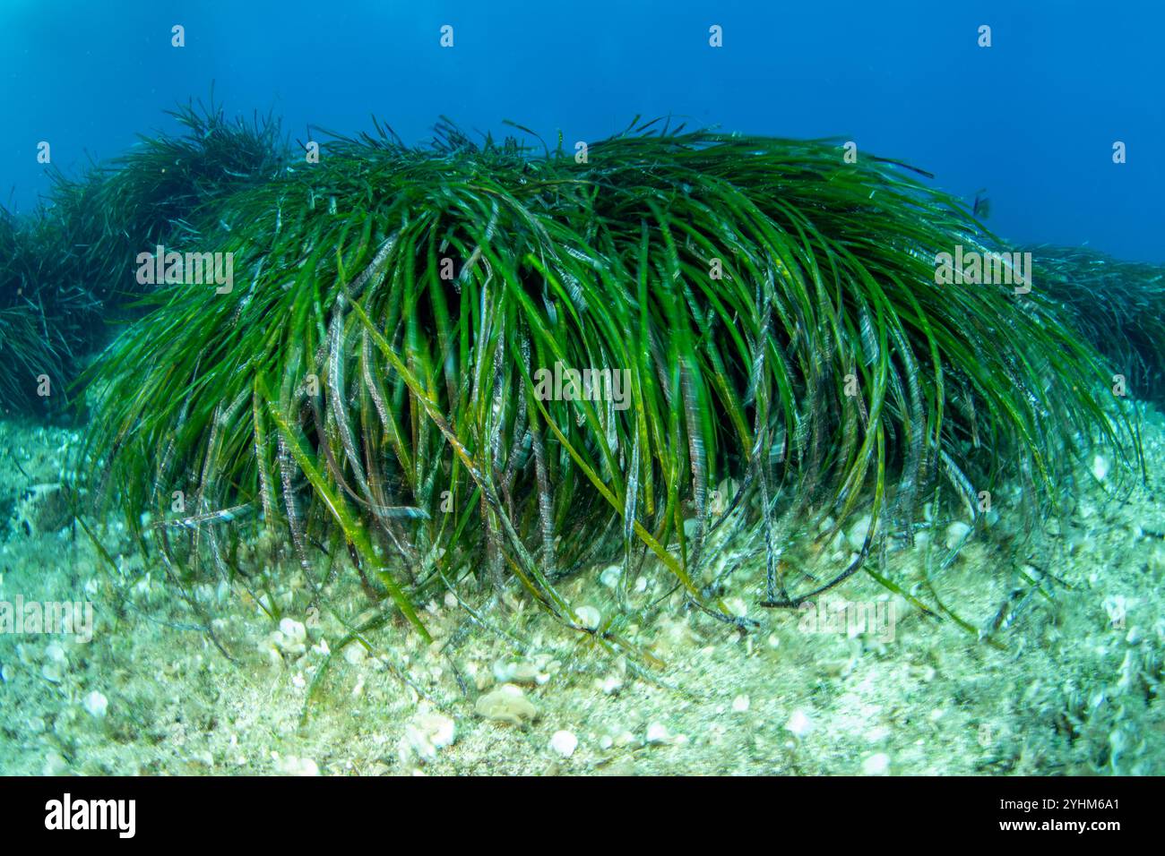 Mediterranean tapeweed (Posidonia oceanica). Vis Island, Croatia ...