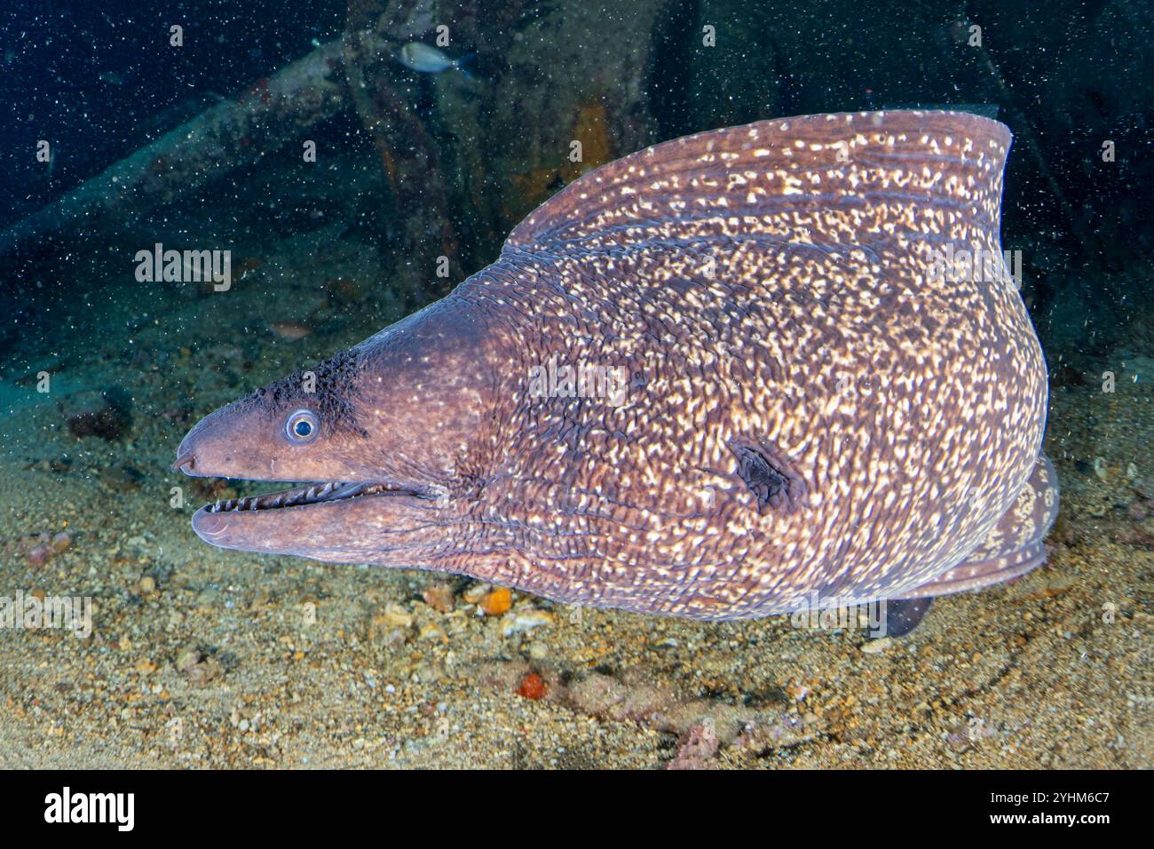 Portrait of Mediterranean moray (Muraena helena), Vis Island, Croatia ...