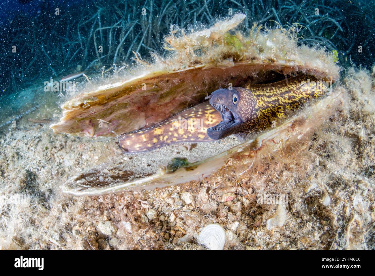 Mediterranean moray (Muraena helena) inside a dead shell, Vis Island ...