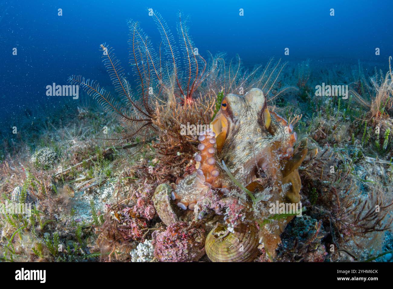 Octopus (Octopus vulgaris), hiding between feather?s stars (Antedon ...