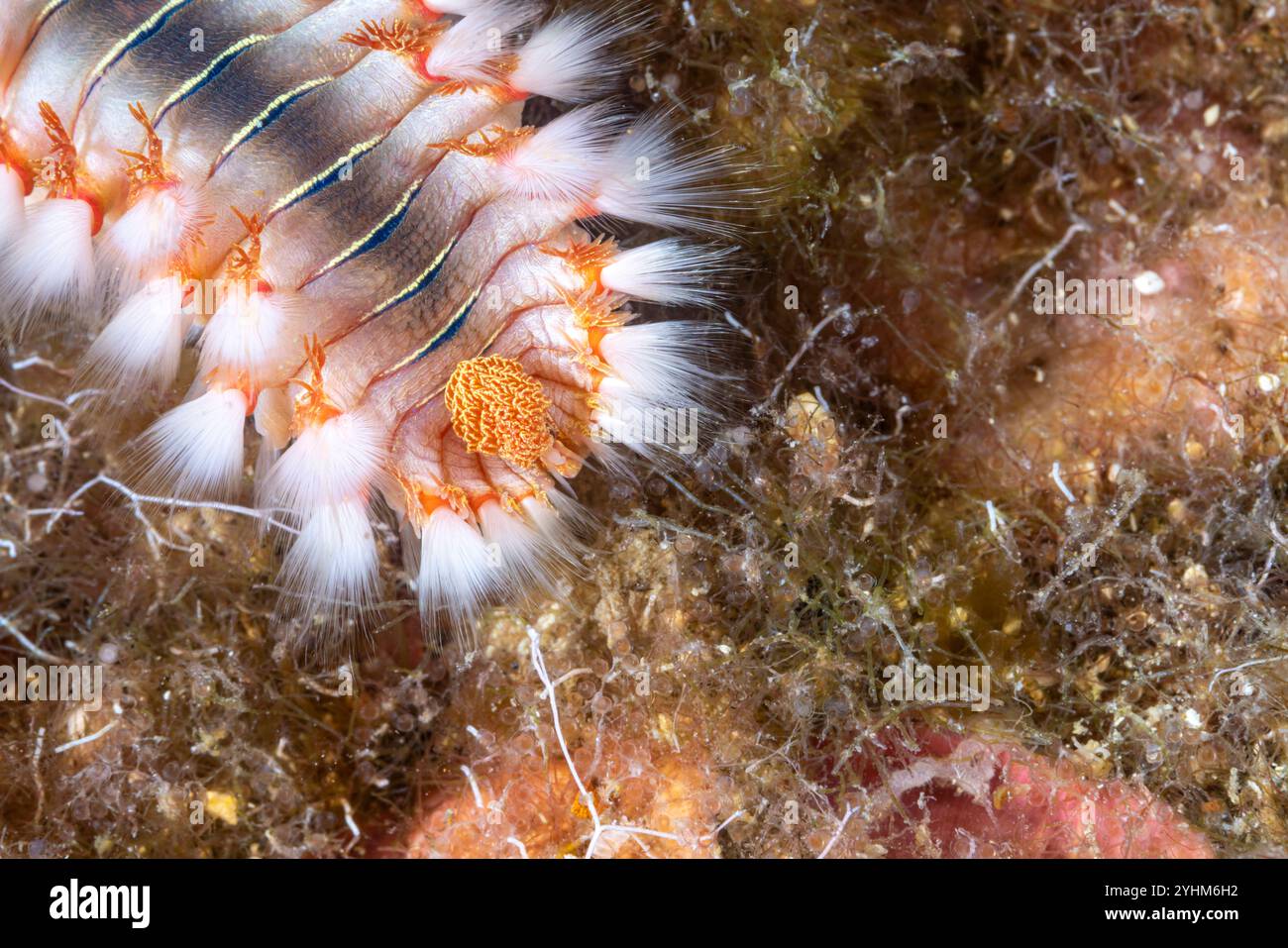 Detail of the head of Bearded fireworm, (Hermodice carunculata), Vis ...