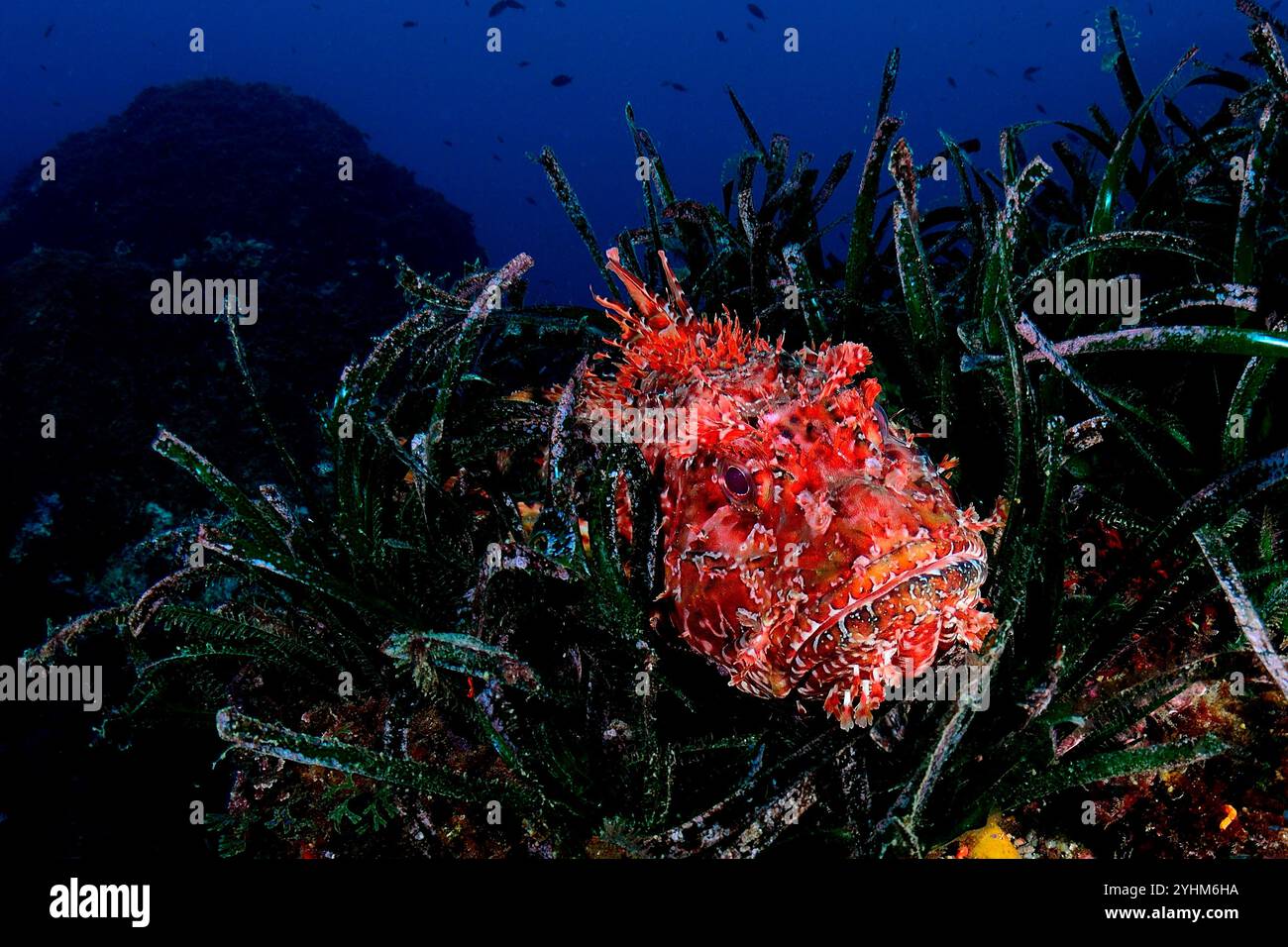 Black scorpionfish (Scorpaena porcus), Tossa de Mar, Costa Brava, Spain ...