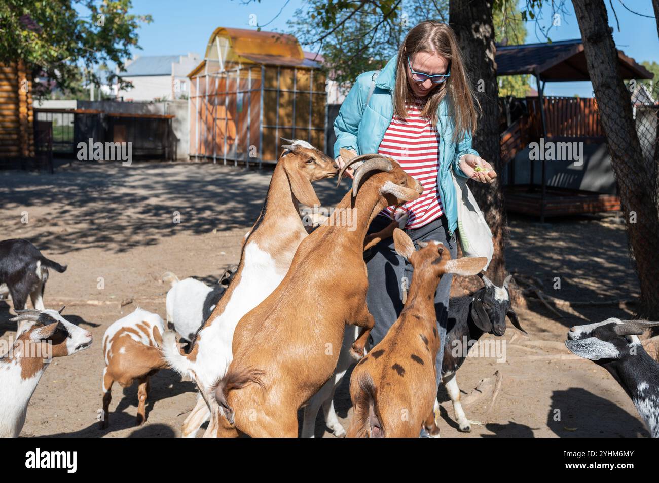A woman interacts with friendly goats at an animal farm, feeding them ...
