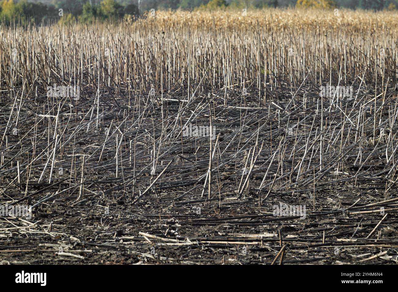 Sunflower in autumn farmer hi-res stock photography and images - Alamy