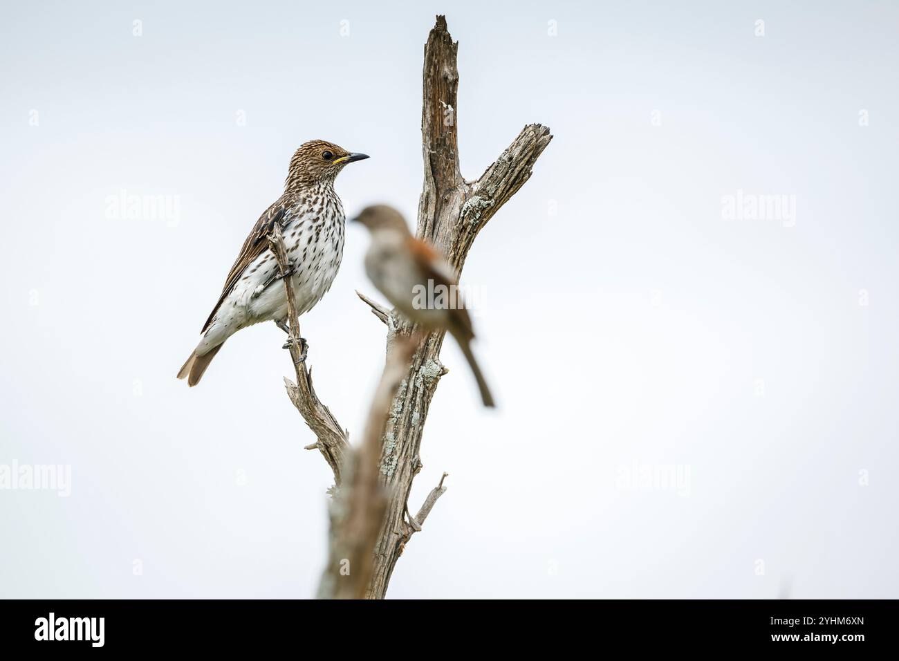 Violet backed starling (Cinnyricinclus leucogaster) female isolated in ...