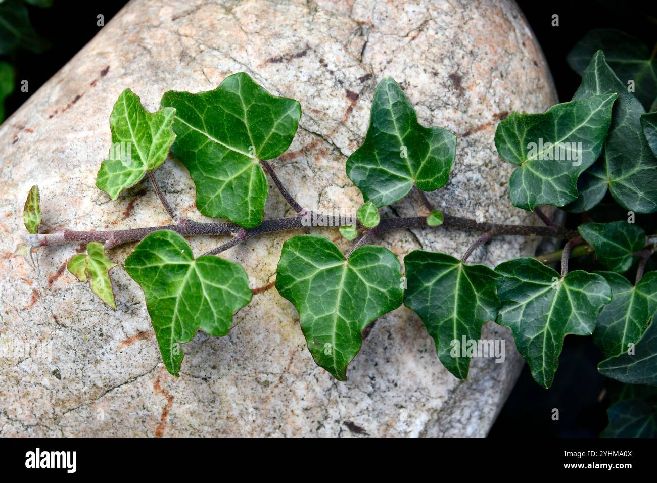 English ivy (Hedera helix) creeping over a stone Stock Photo - Alamy