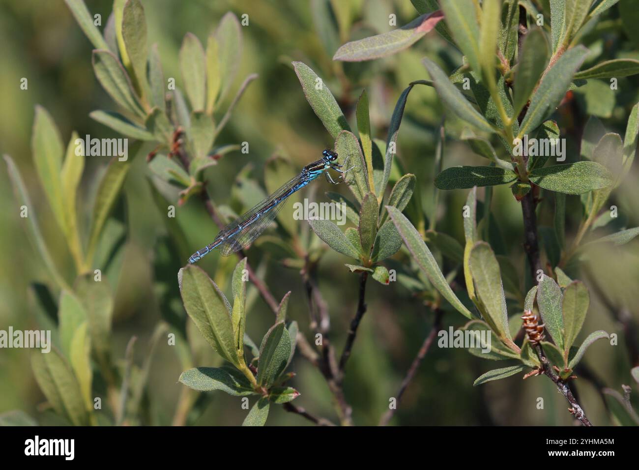 Southern blue damselfly female hi-res stock photography and images - Alamy