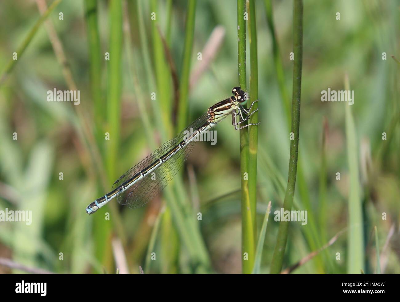 Southern damselfly new forest hi-res stock photography and images - Alamy