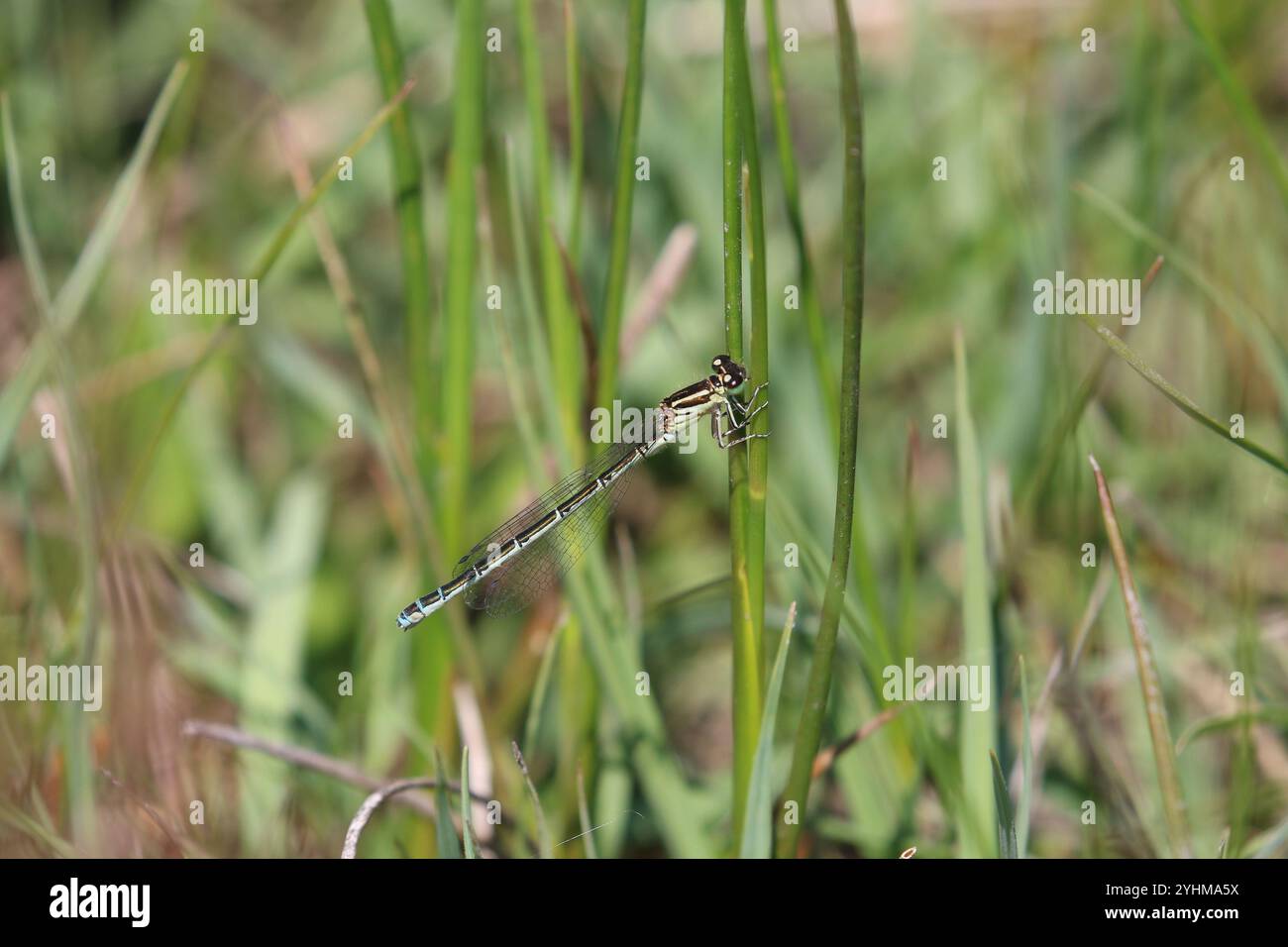 Southern damselfly new forest hi-res stock photography and images - Alamy