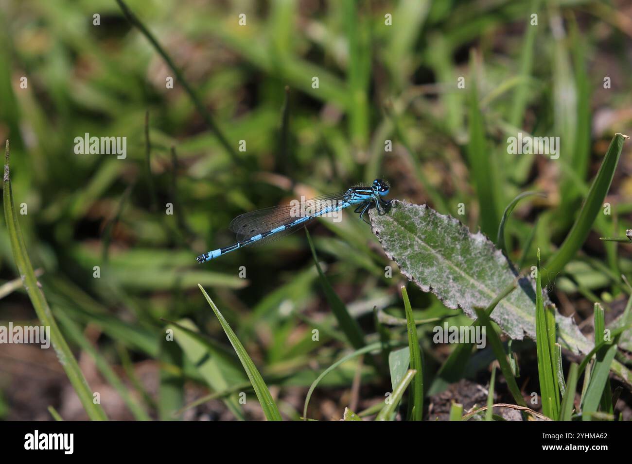 Southern damselfly new forest hi-res stock photography and images - Alamy