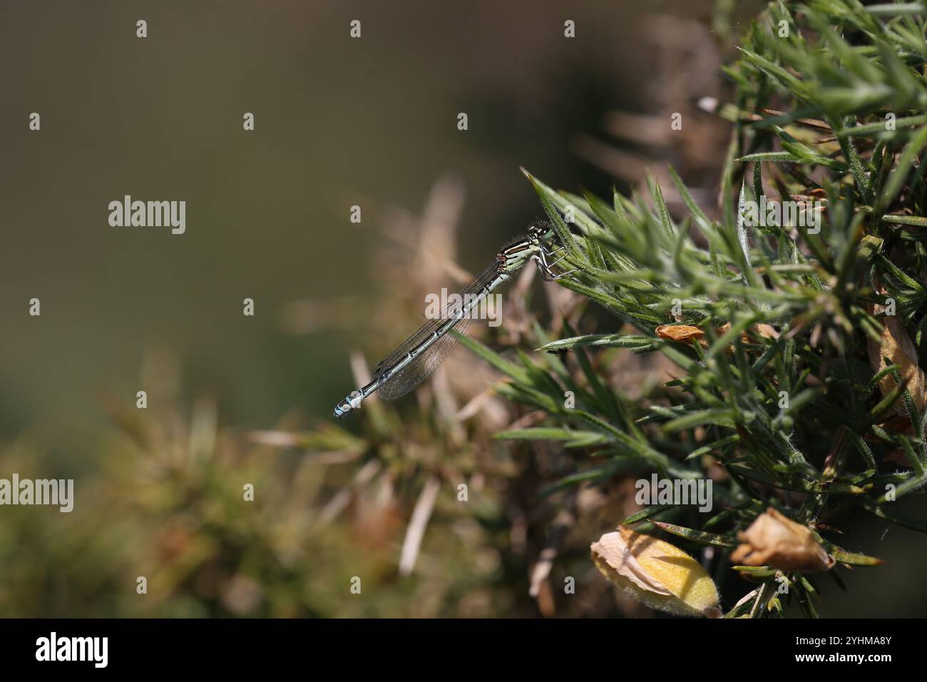 Southern damselfly new forest hi-res stock photography and images - Alamy