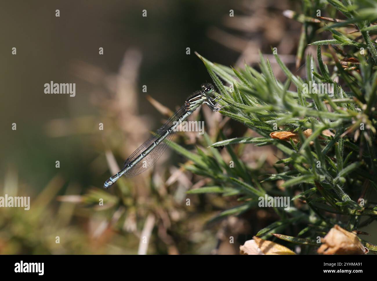 Southern damselfly new forest hi-res stock photography and images - Alamy