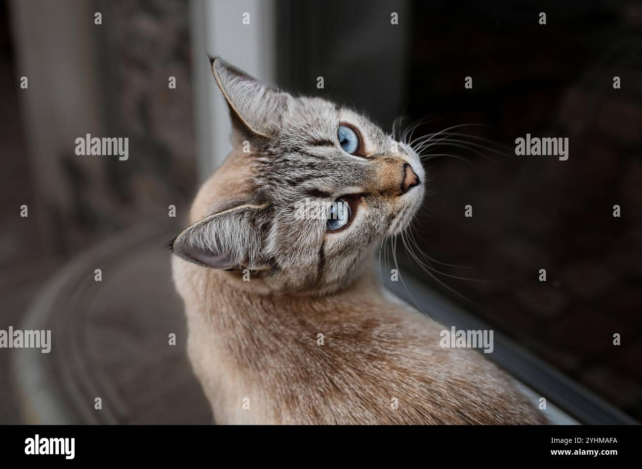 Cat with blue eyes (Ojos Azules breed Stock Photo - Alamy