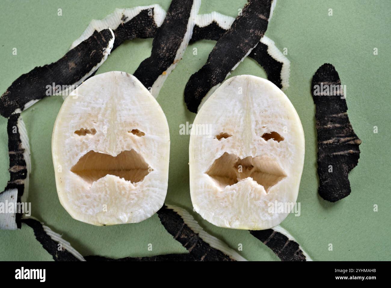 Black radish (Raphanus sativus) cut in half, in the shape of a human ...