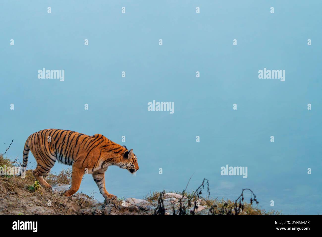 Bengal tiger (Panthera tigris tigris), walking along a river, Jim ...