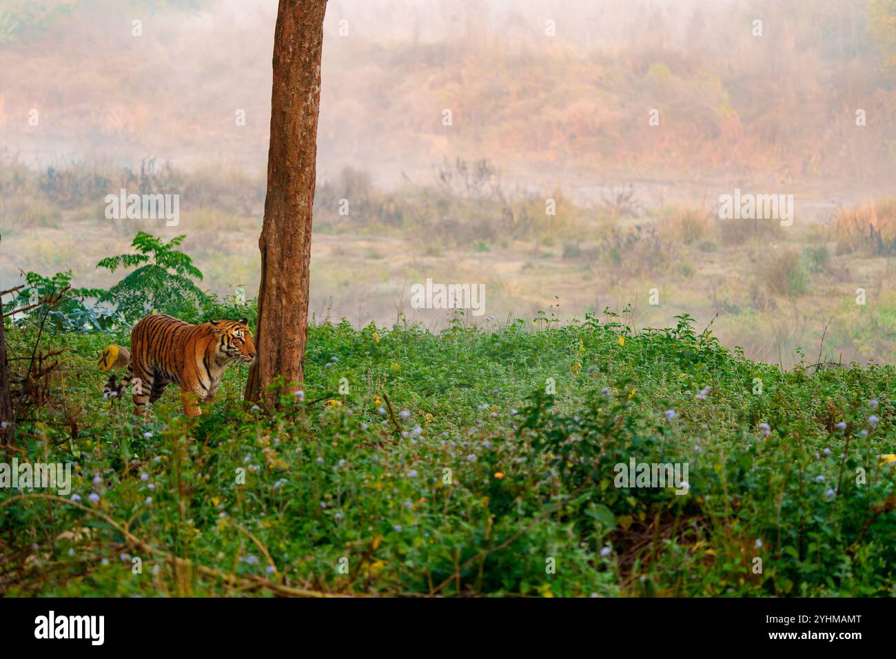 Bengal tiger (Panthera tigris tigris), hunting near by the water, Jim ...