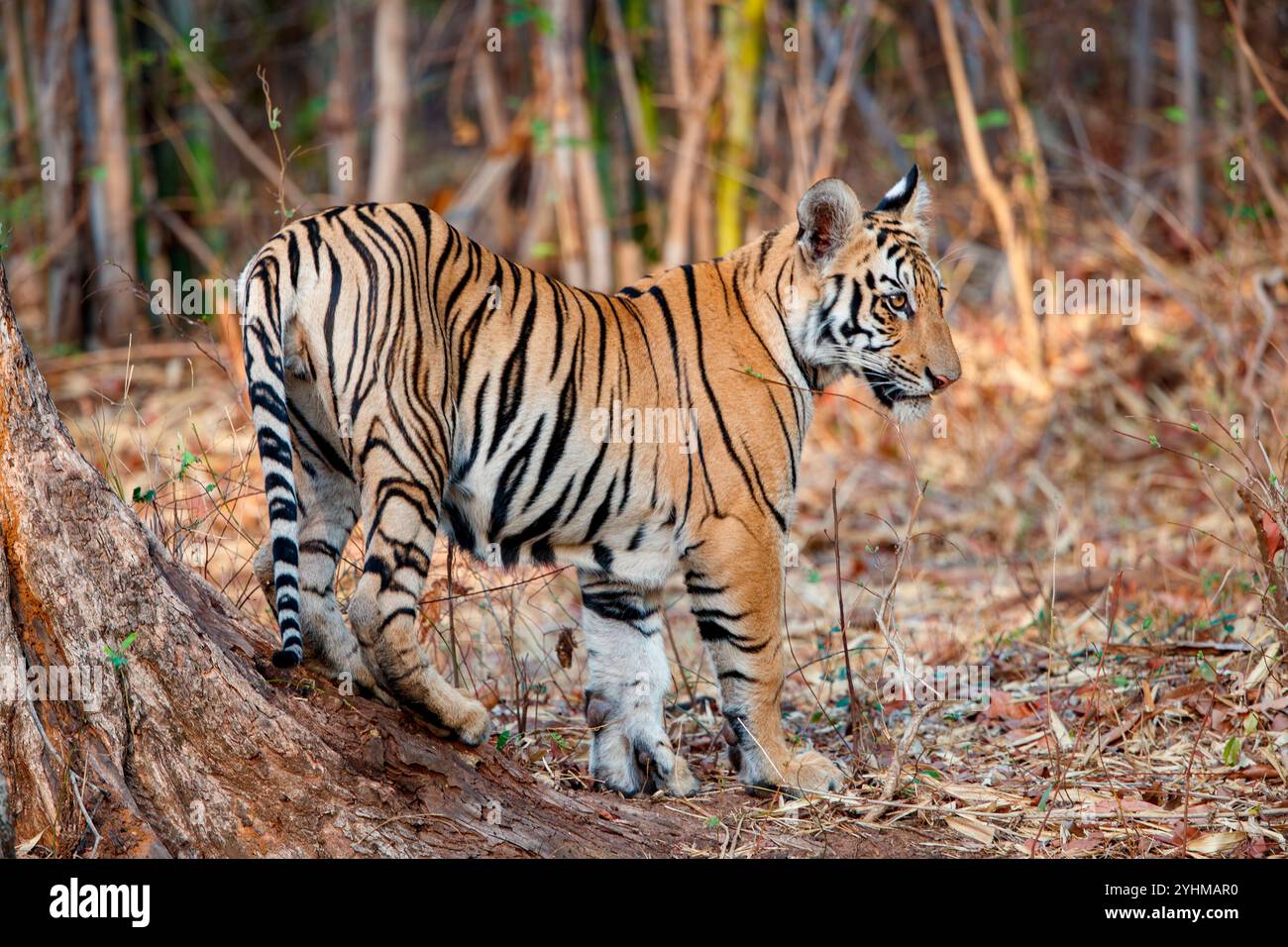 Bengal Tiger (Panthera tigris) marking the territory, Tadoba National ...