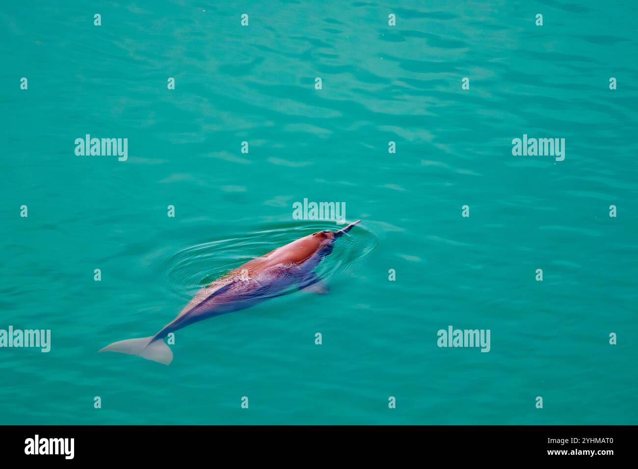 Blue waters of the Karnali river with a Ganges river dolphin ...