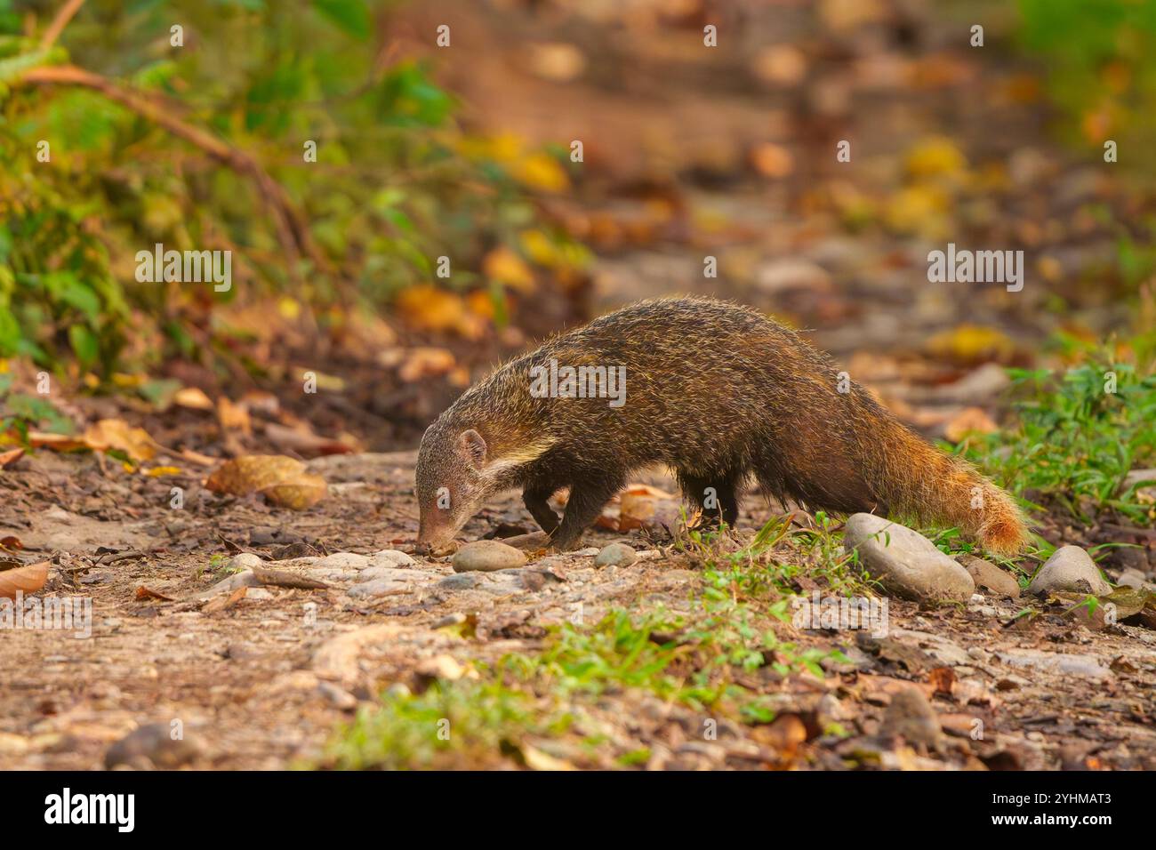 Grey Indian Mongoose or Edwards' Mongoose (Herpestes edwardsii ...