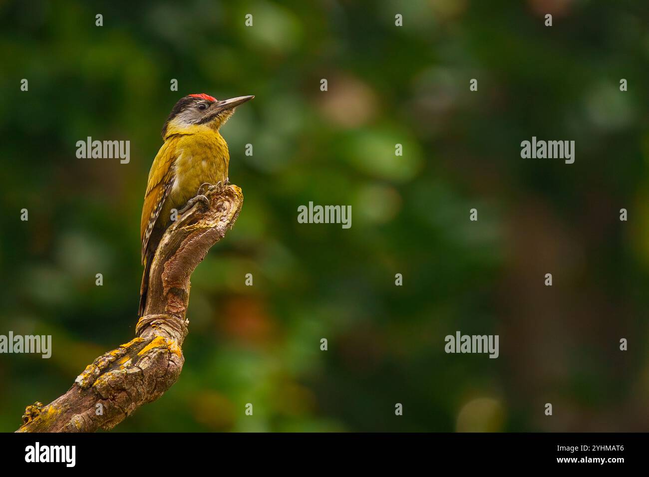Streak-throated woodpecker (Picus xanthopygaeus), on a branch, Jim ...