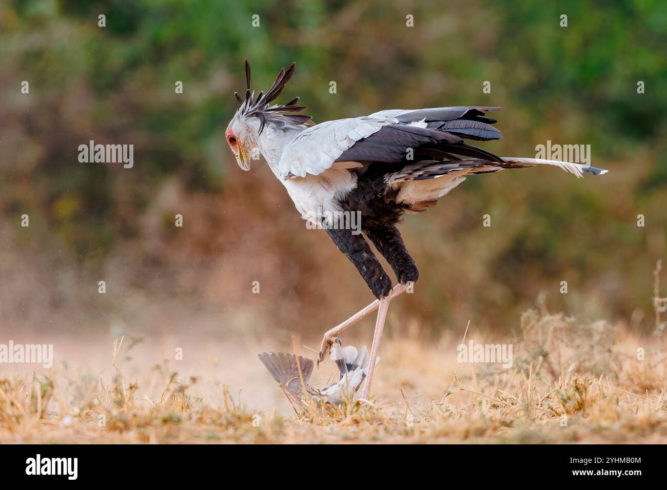 Secretary bird (Sagittarius serpentarius), moves in the savannah and ...