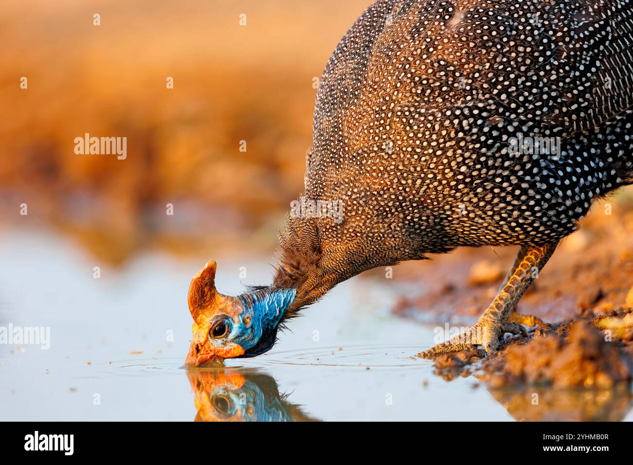 Numidian guinea fowl (Numida meleagris), drinking near by a pond ...